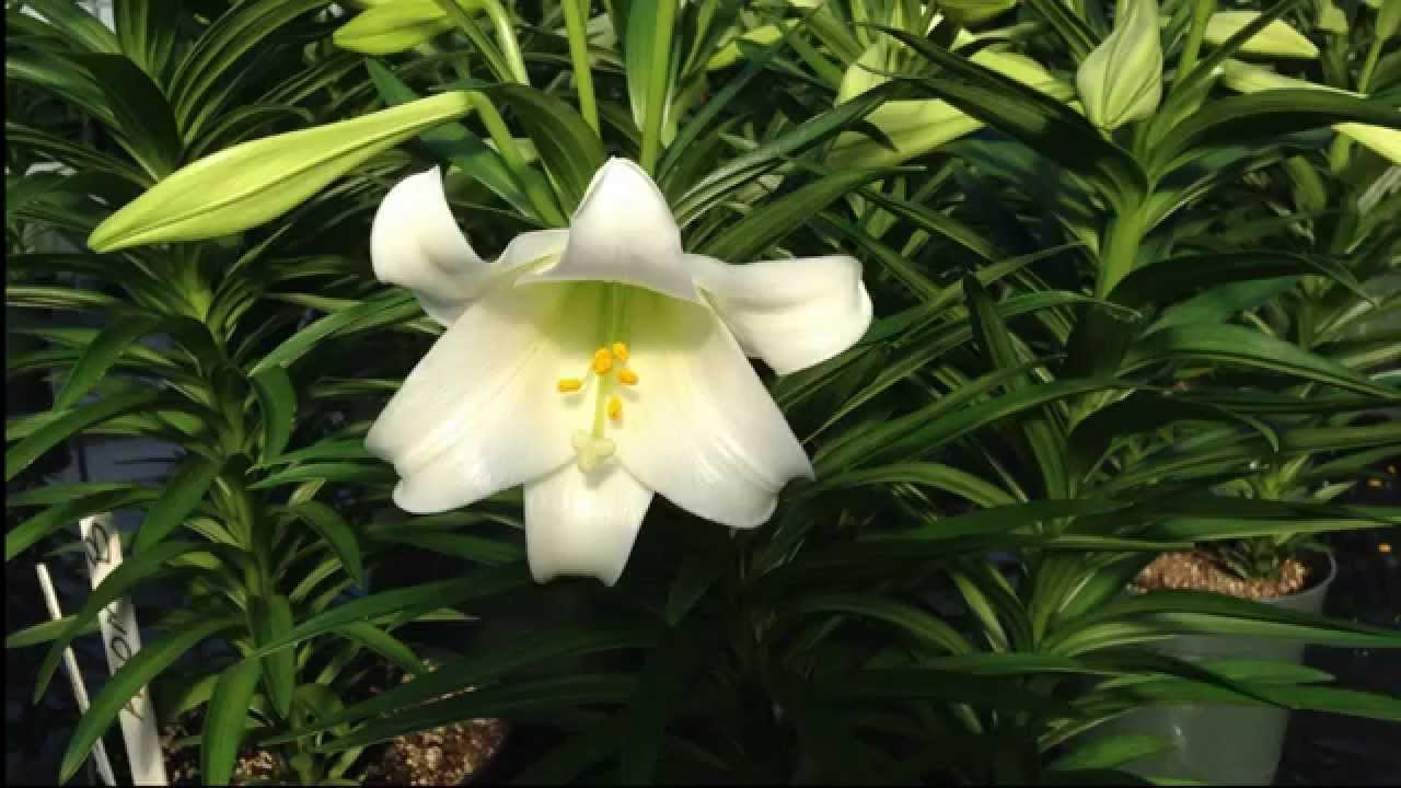 Nunan Florist & Greenhouses